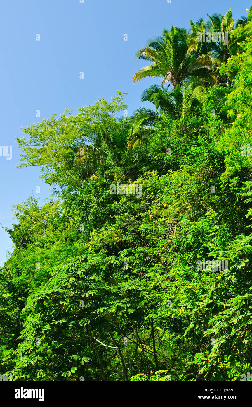 tree trees jungle tropical lawn green backdrop background forest blue ...