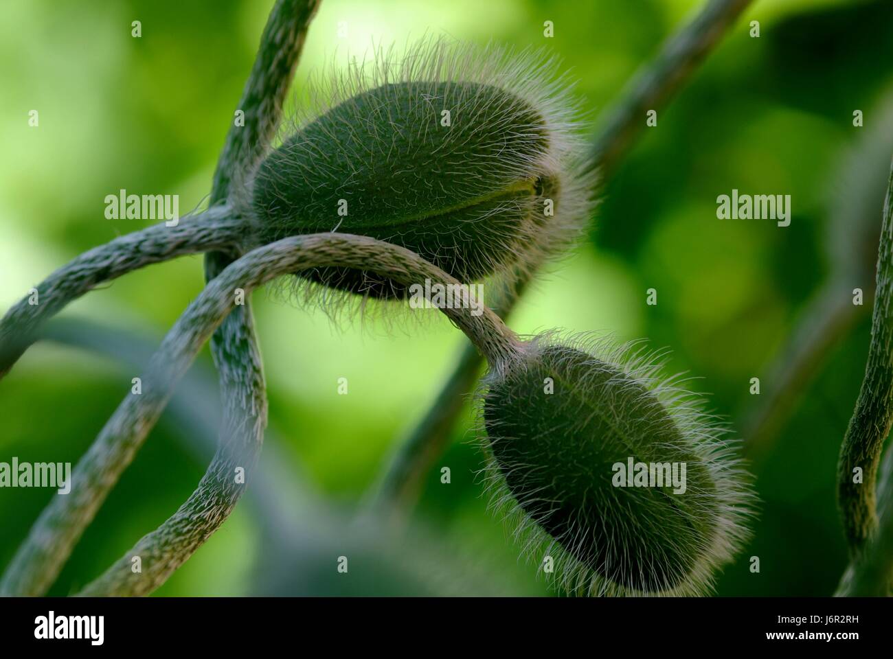 Stengel hi-res stock photography and images - Alamy