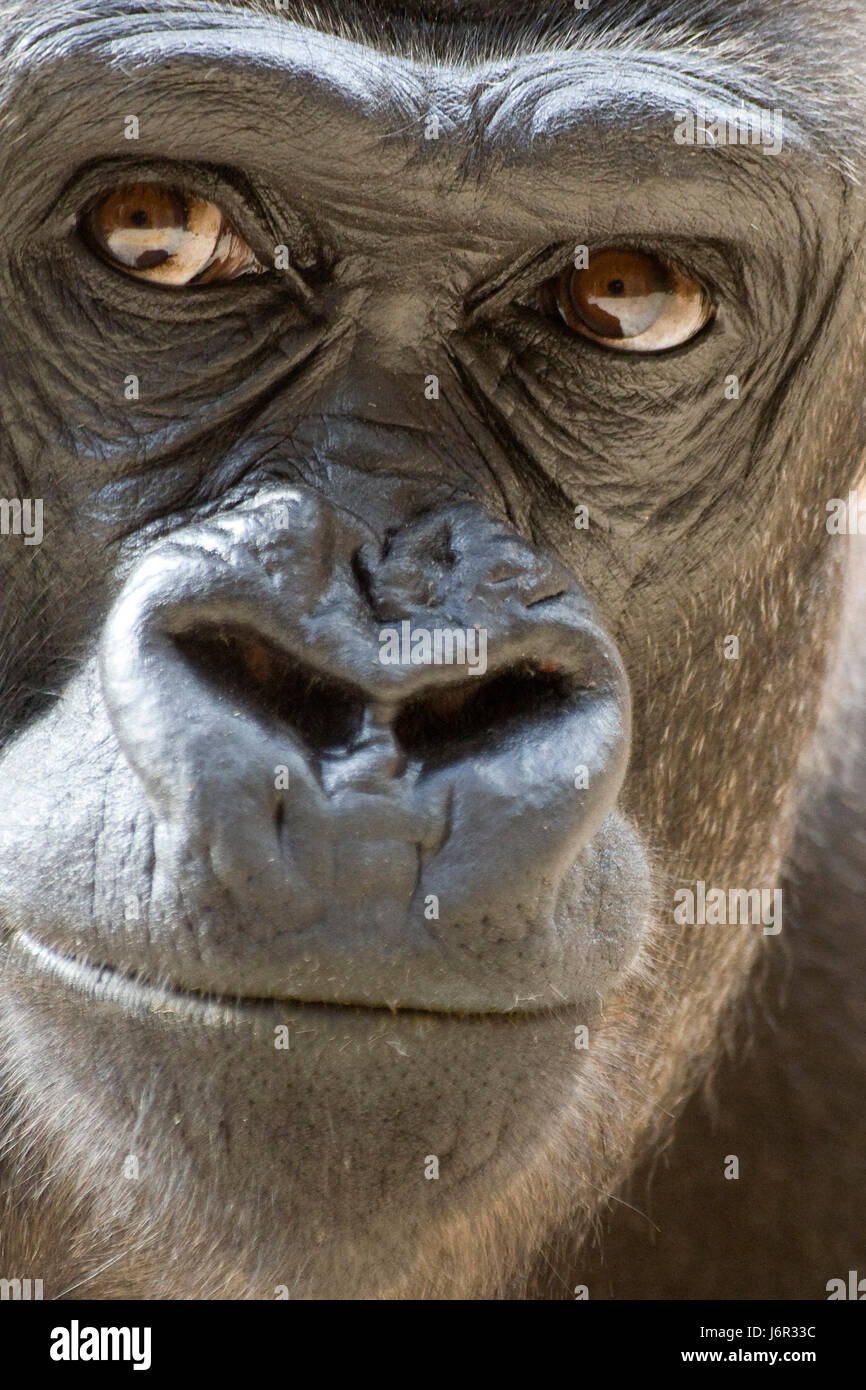 mammal male masculine portrait gorilla anthropoid intent single face ...