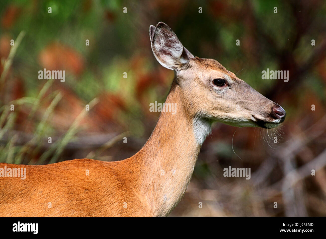 animal mammal wild spring bouncing bounces hop skipping frisks jumping ...