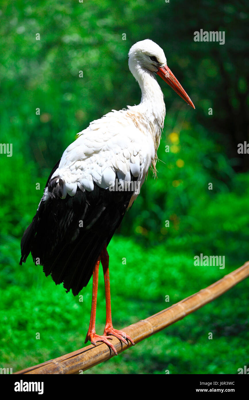 wild stork wildlife crane nature environment enviroment animal bird ...