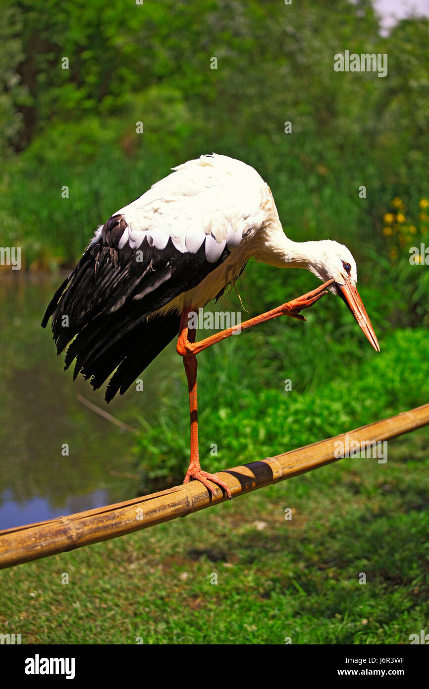 wild stork wildlife crane nature environment enviroment animal bird ...