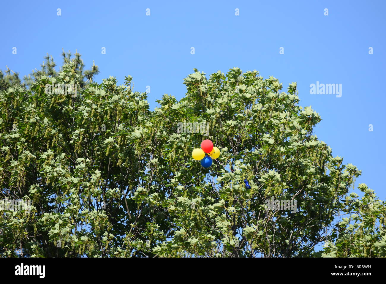 Balloons Stuck in a Tree Stock Photo - Alamy