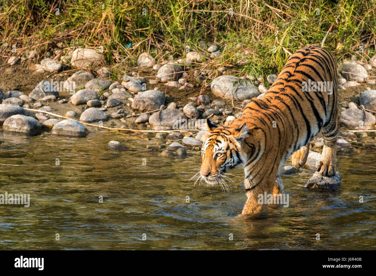 Royal bengal tiger swimming hi-res stock photography and images - Alamy