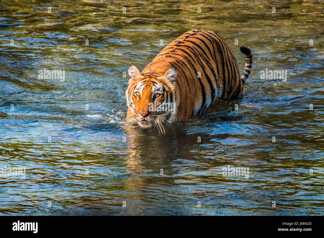 Tiger river crossing Stock Photo - Alamy