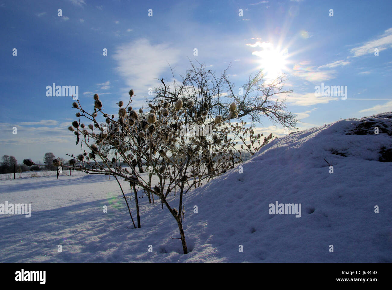 datura winter - thorn apple in winter 02 Stock Photo - Alamy
