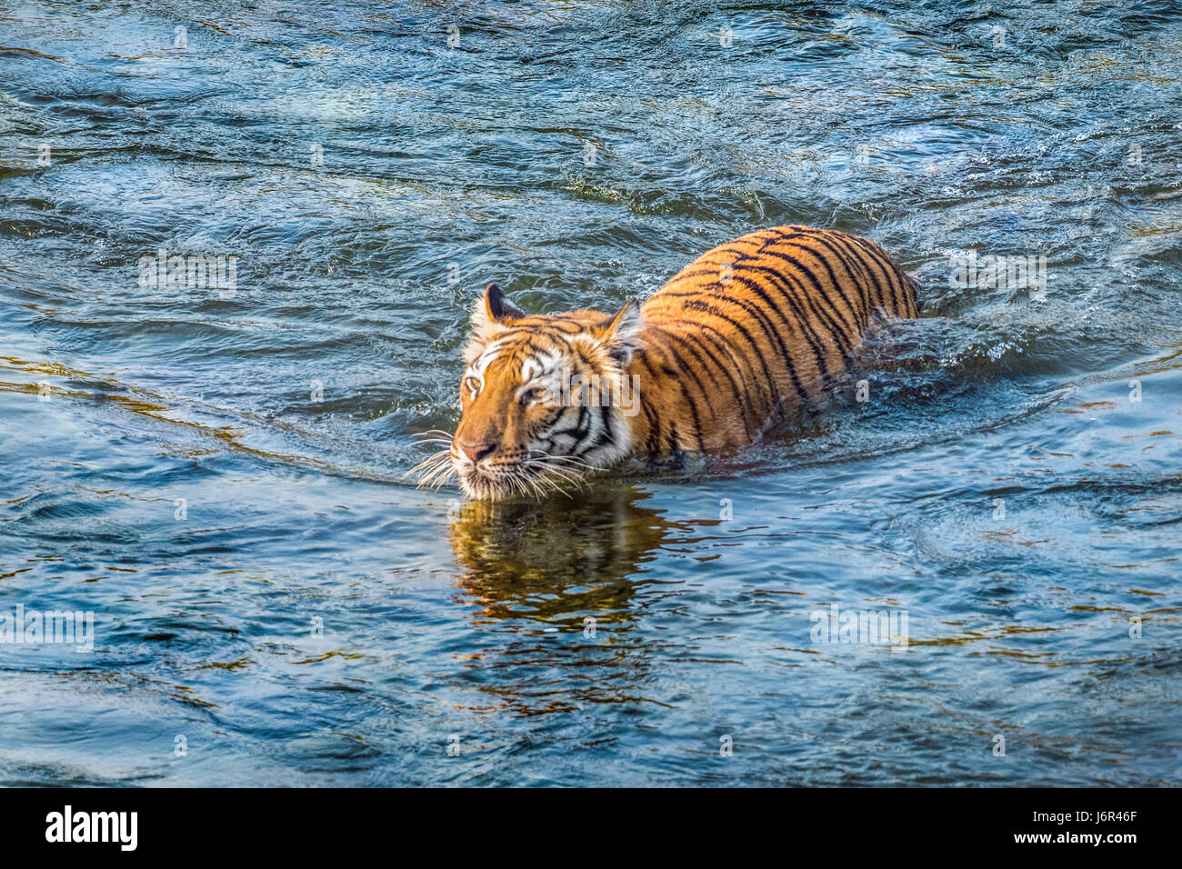 Tiger river crossing Stock Photo - Alamy