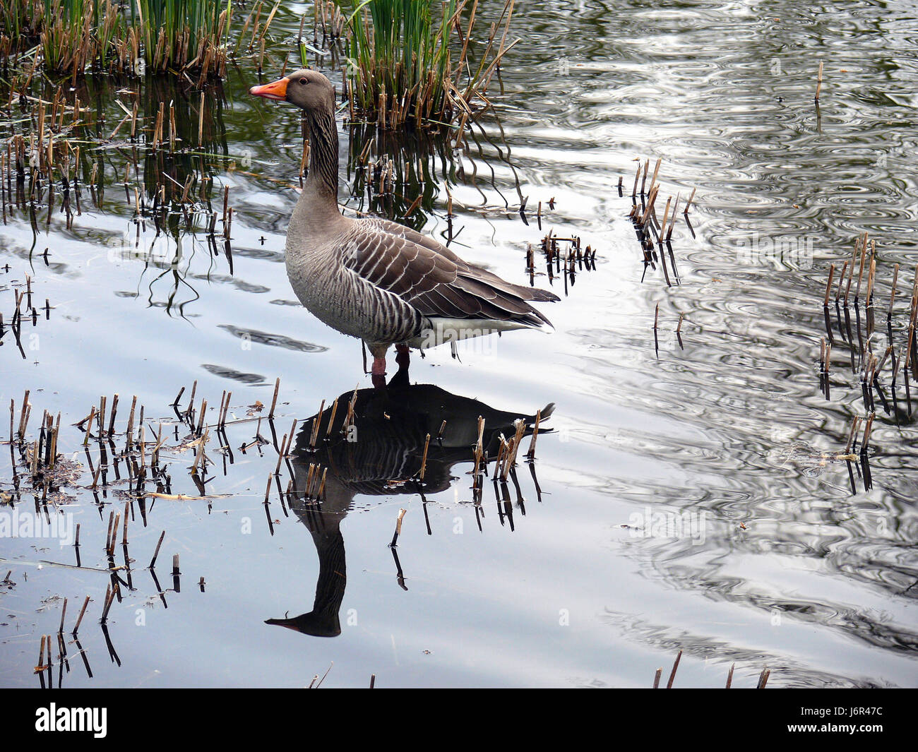 Goose plant hi-res stock photography and images - Alamy