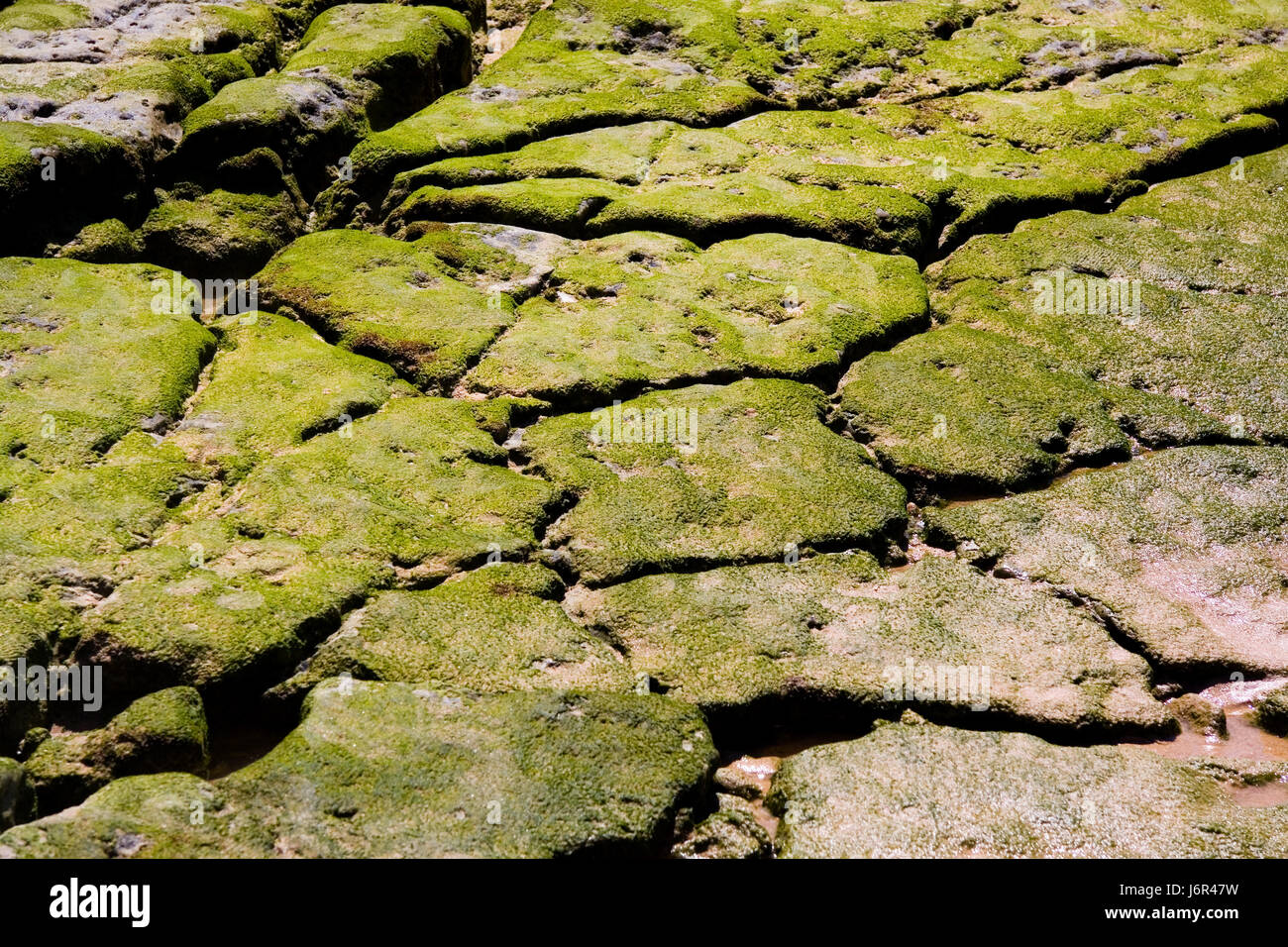 Moss For Erosion Control at Rose Thyer blog