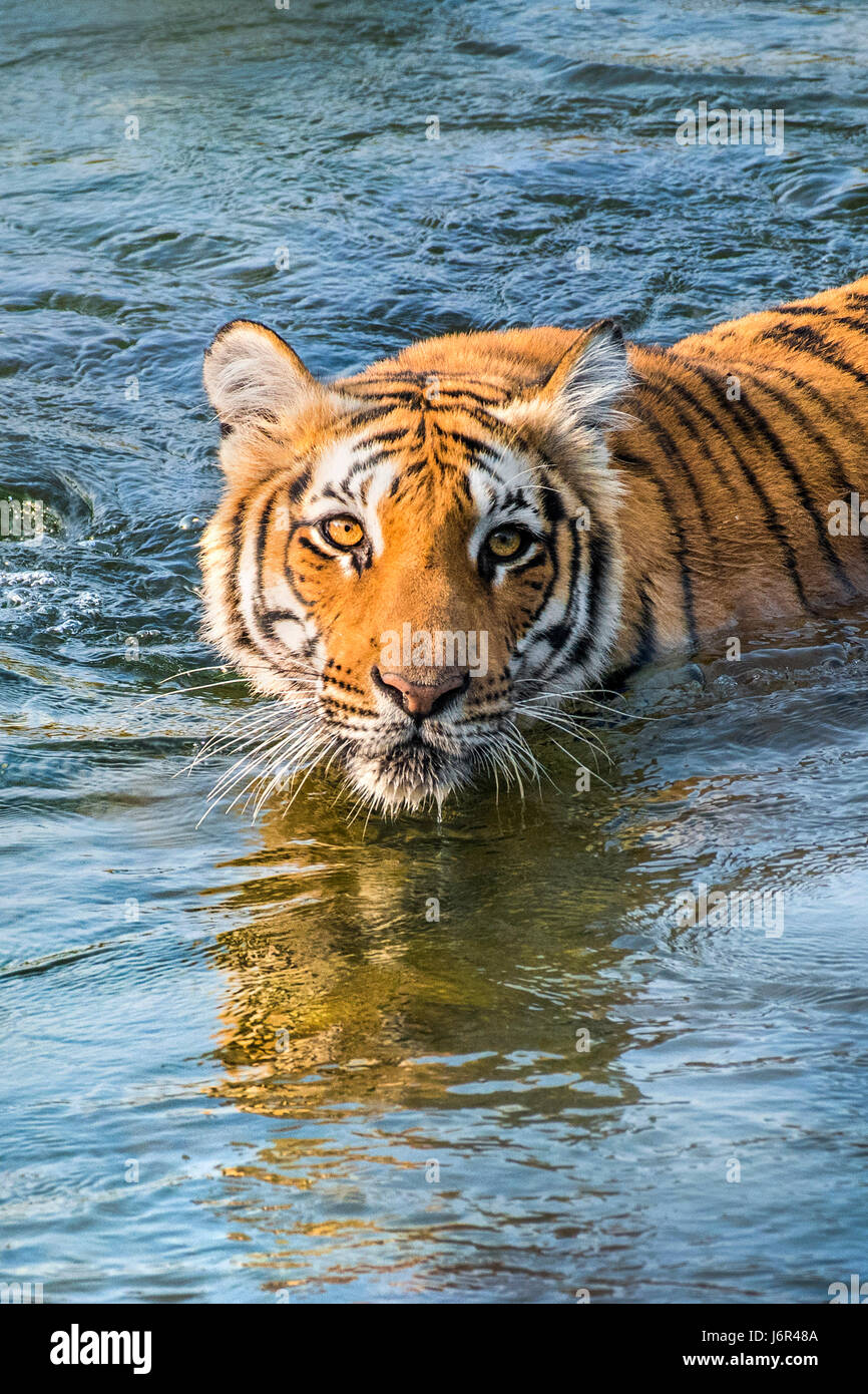 Royal bengal tiger swimming hi-res stock photography and images - Alamy