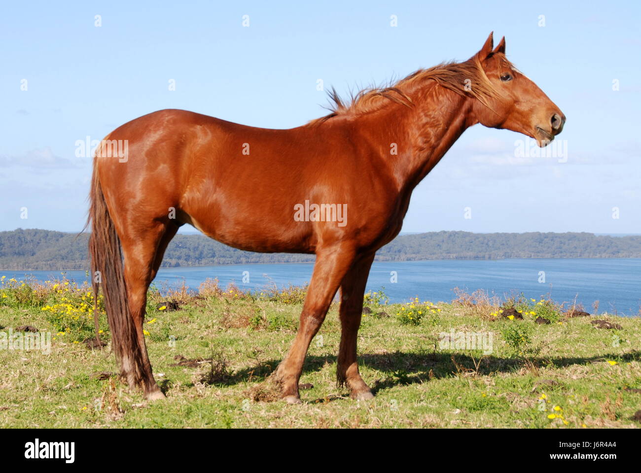 horse male masculine freedom liberty stallion breed strength force ...