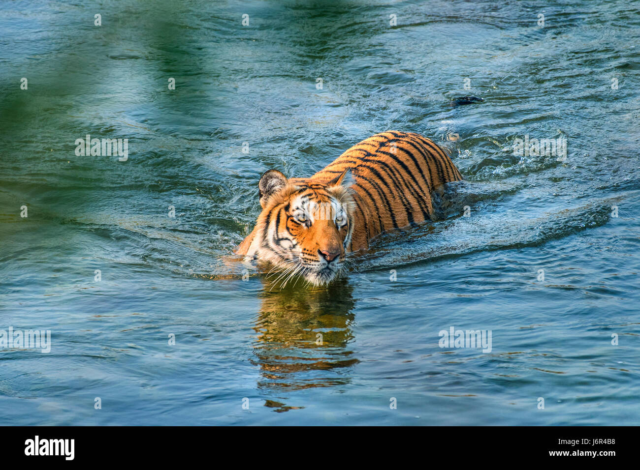Bengal Tiger Swimming High Resolution Stock Photography and Images - Alamy