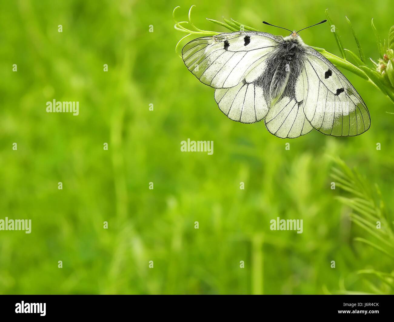 black apollo butterfly Stock Photo - Alamy