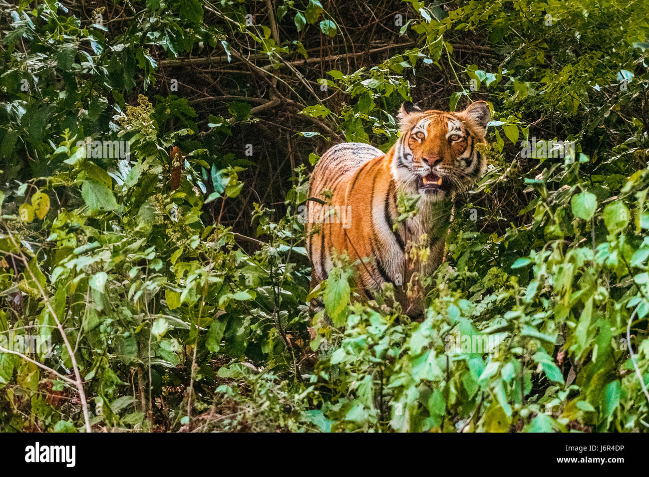 Tiger in motion Stock Photo - Alamy