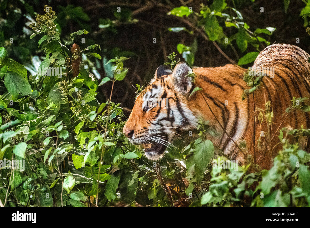 Tiger in motion Stock Photo - Alamy