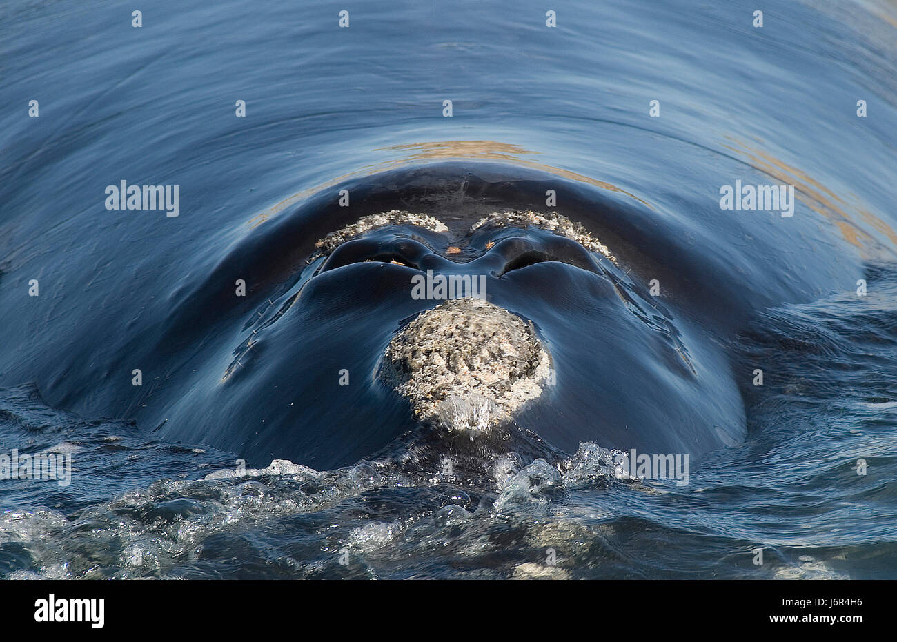 argentina whale portrait argentina atlantic ocean salt water sea ocean ...