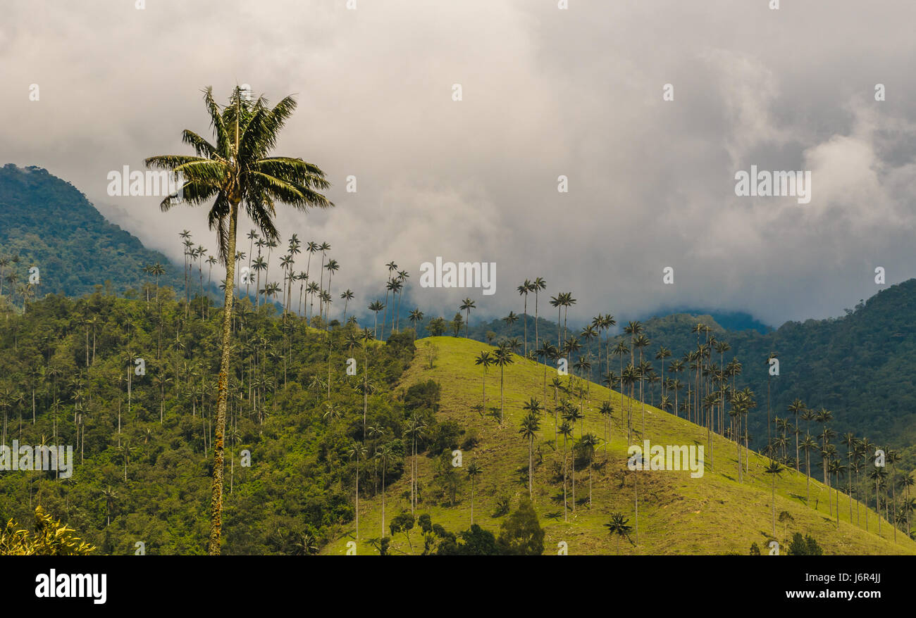Colombian tree hi-res stock photography and images - Alamy