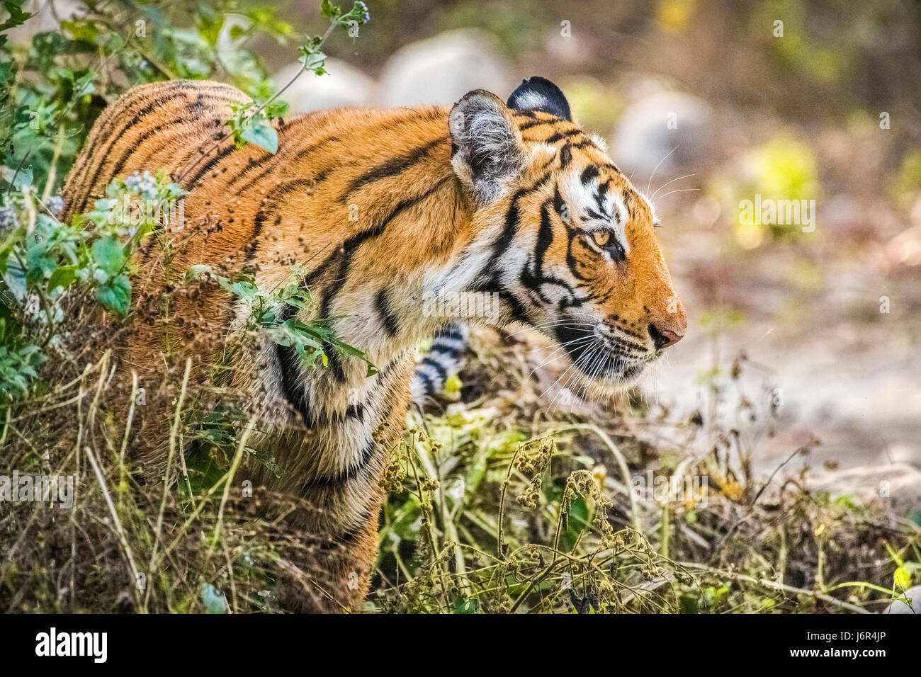 Tiger in motion Stock Photo - Alamy