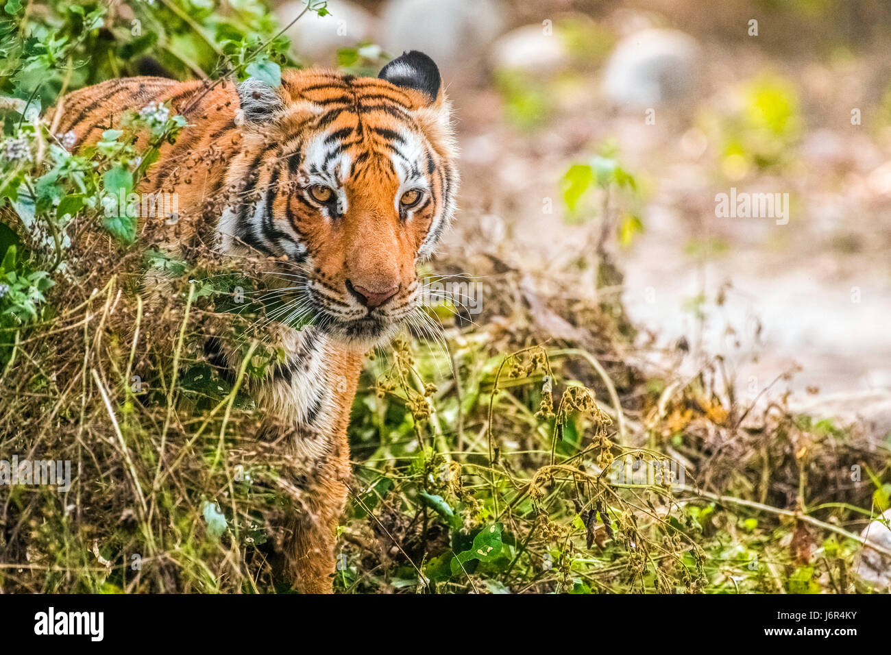Tiger in motion Stock Photo - Alamy