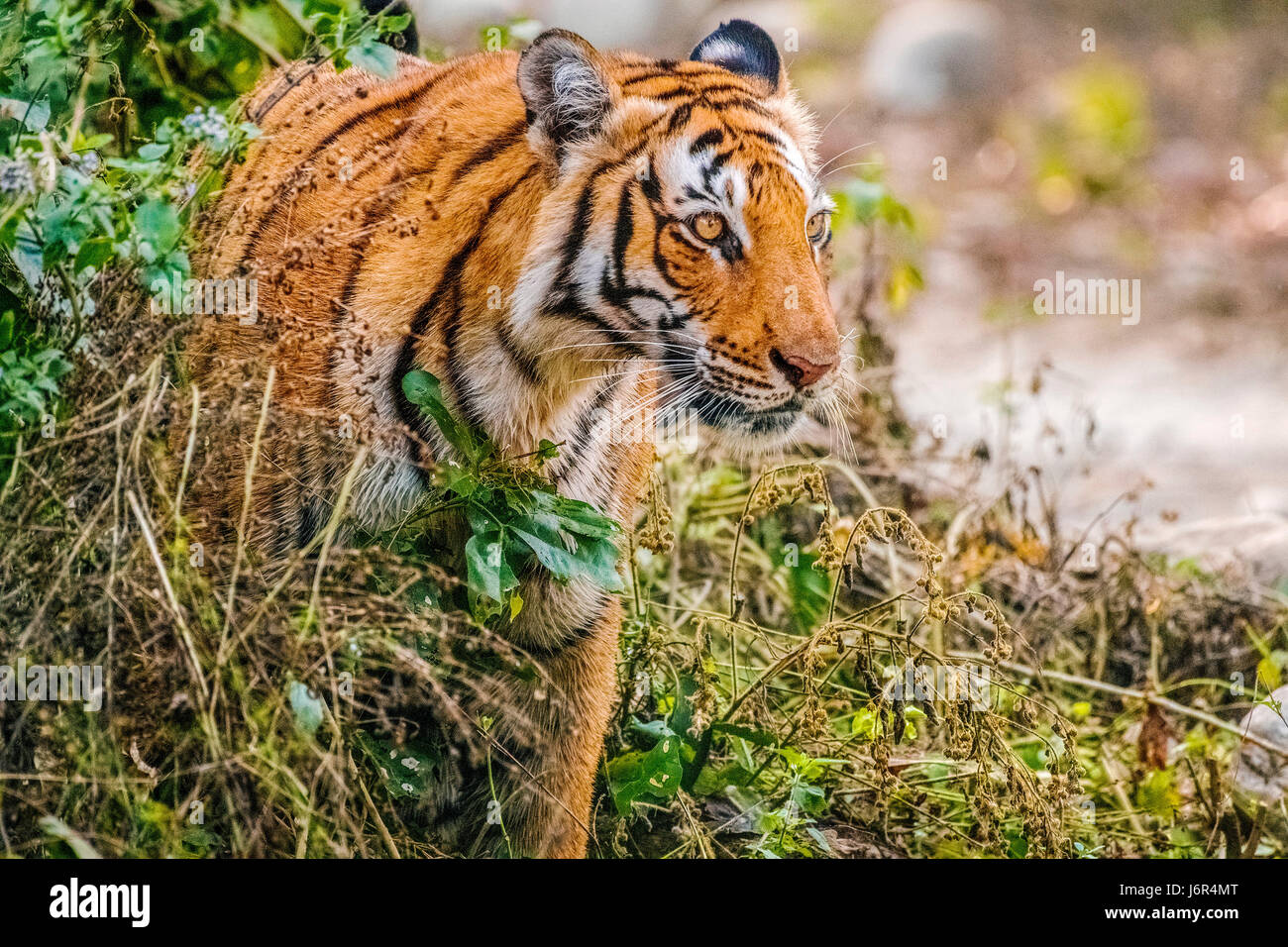 Tiger in motion Stock Photo - Alamy