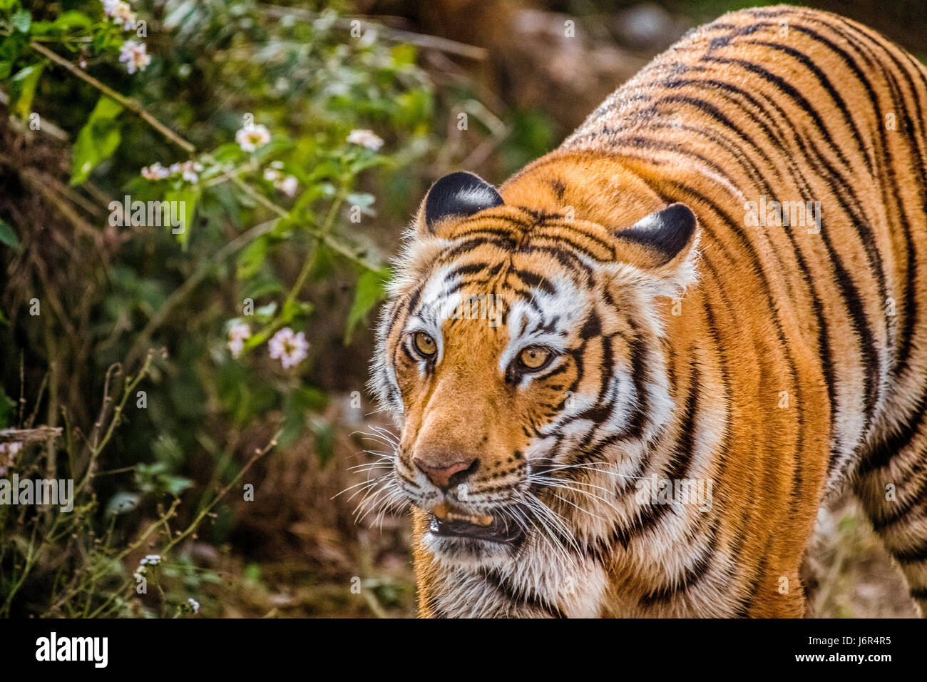 Tiger in motion Stock Photo - Alamy