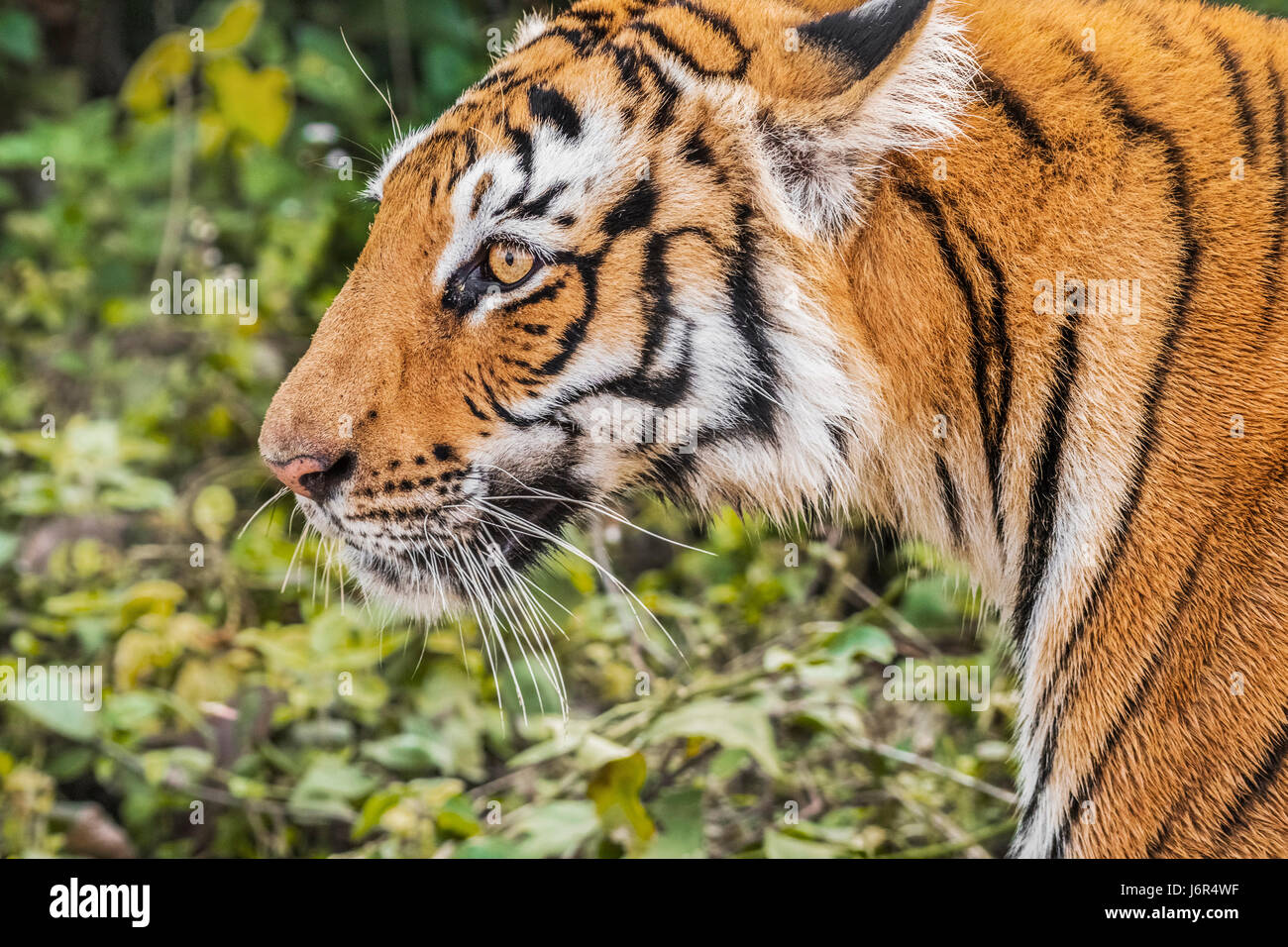 Tiger in motion Stock Photo - Alamy