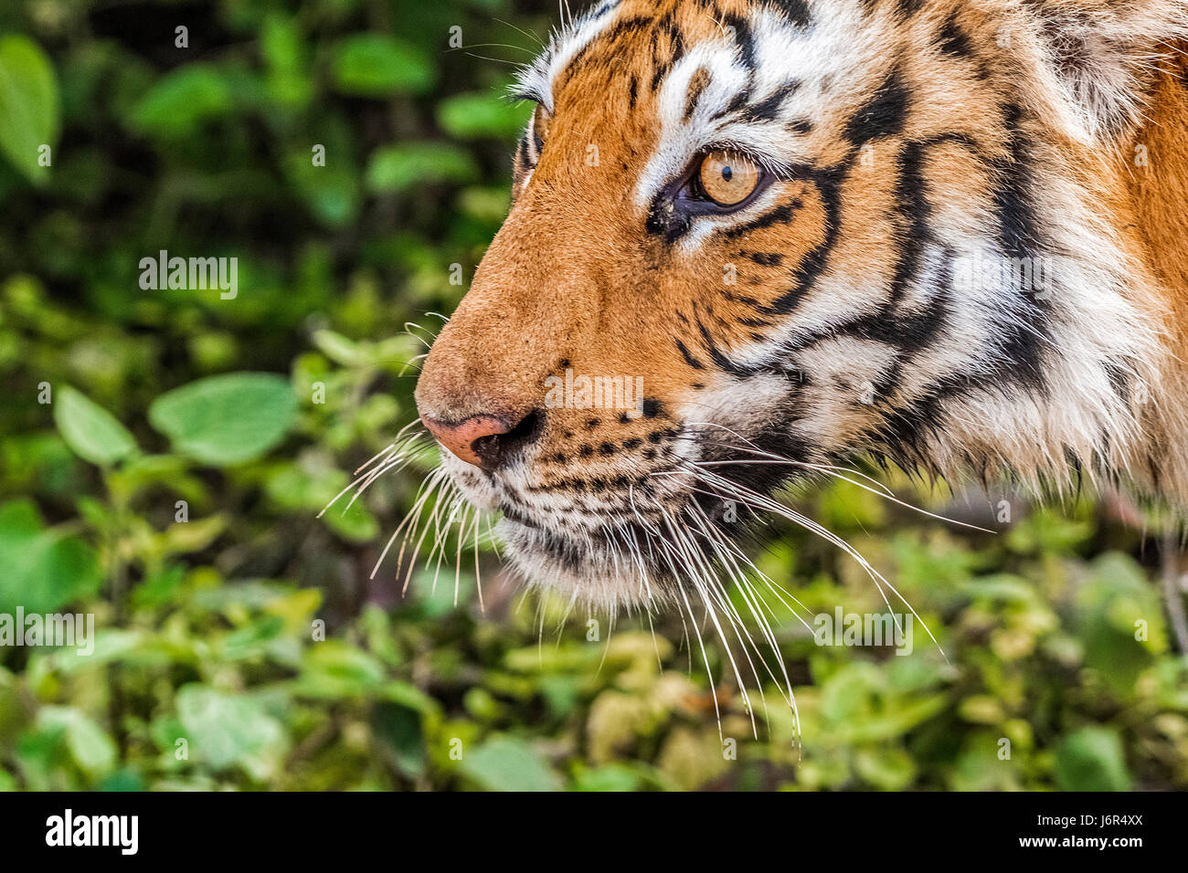 Tiger in motion Stock Photo - Alamy