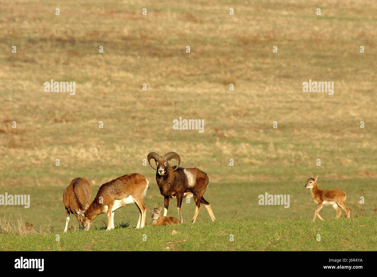 animal wild animals ram animal wild animals flora small tiny little ...