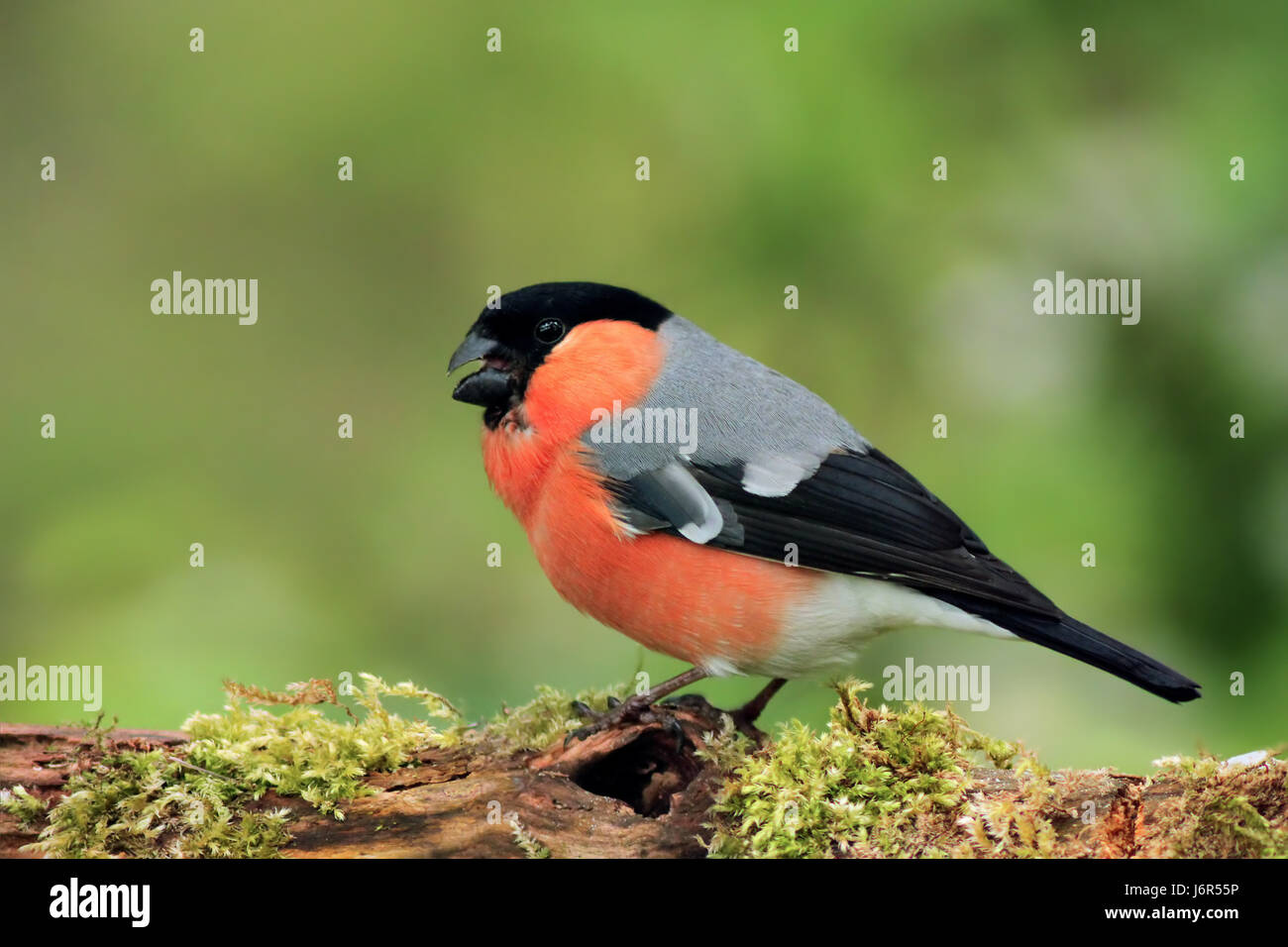 bird birds branch male singing-bird bobolinks sucker bullfinch red ...