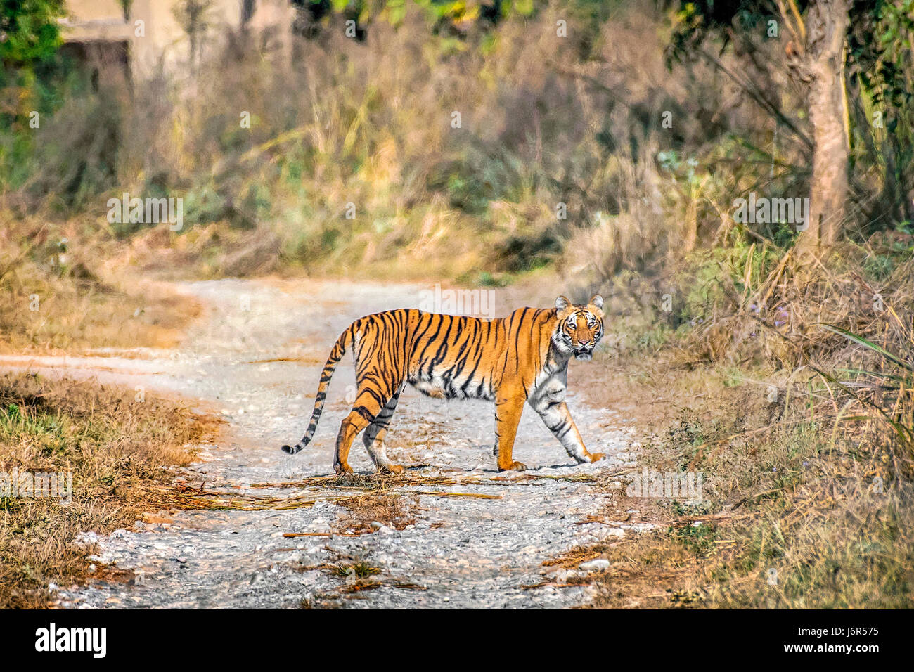 Tiger in motion Stock Photo - Alamy