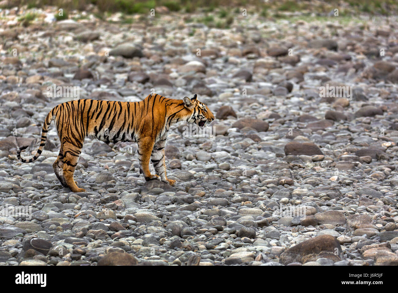 Tiger in motion Stock Photo - Alamy