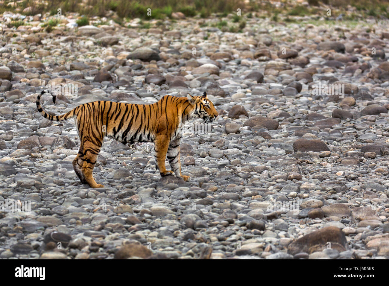 Tiger in motion Stock Photo - Alamy