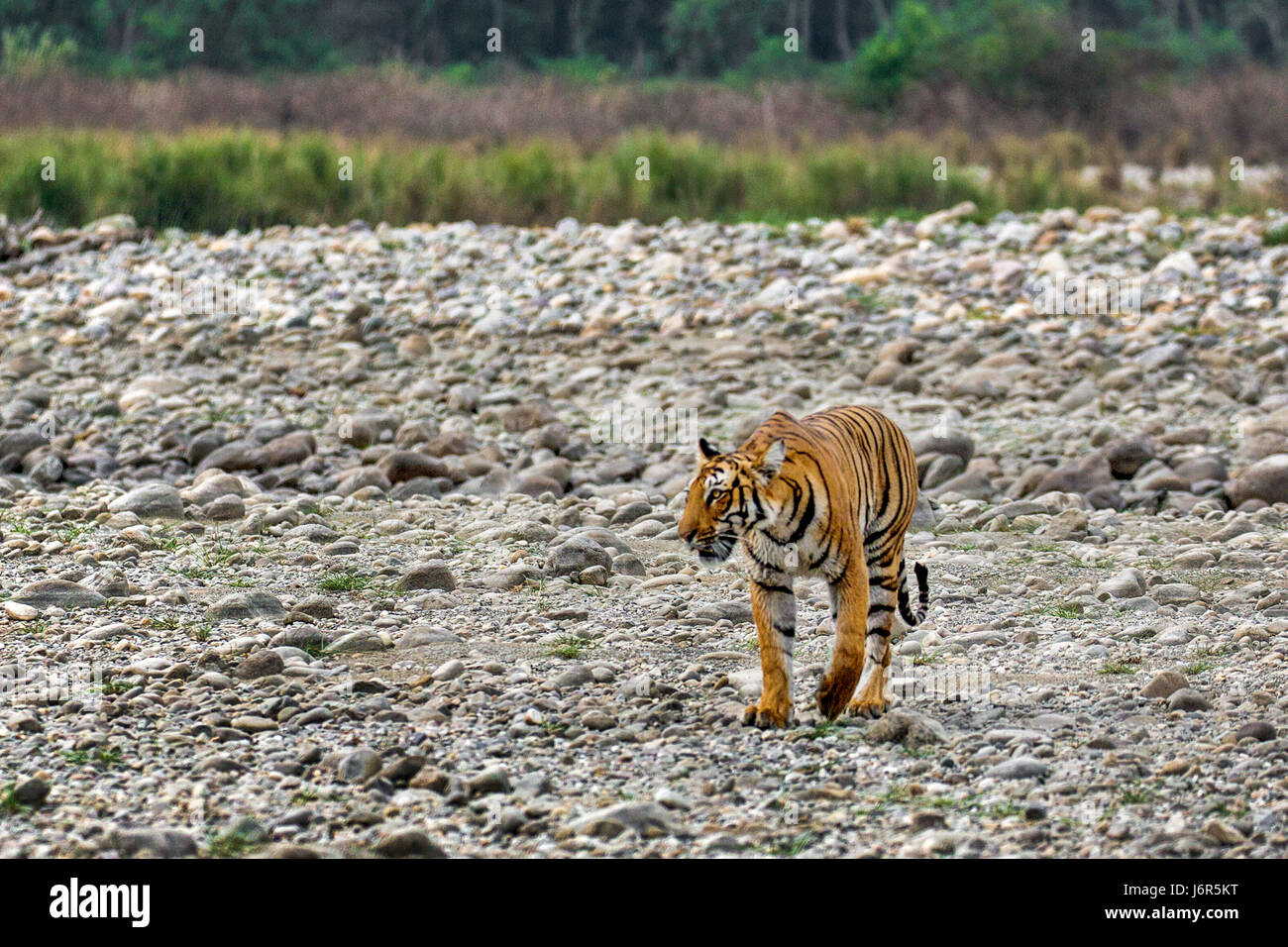 Tiger in motion Stock Photo - Alamy