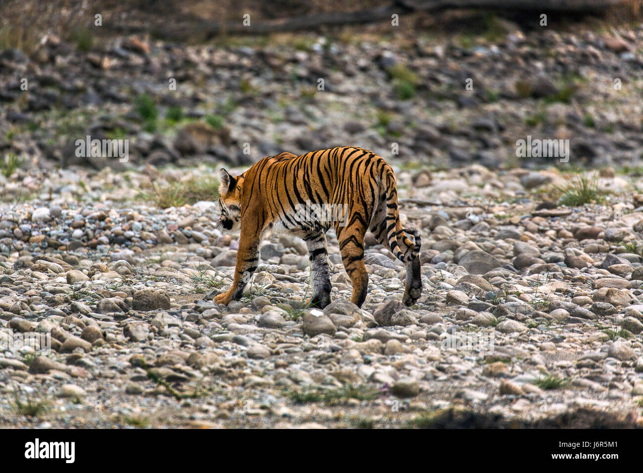 Tiger in motion Stock Photo - Alamy