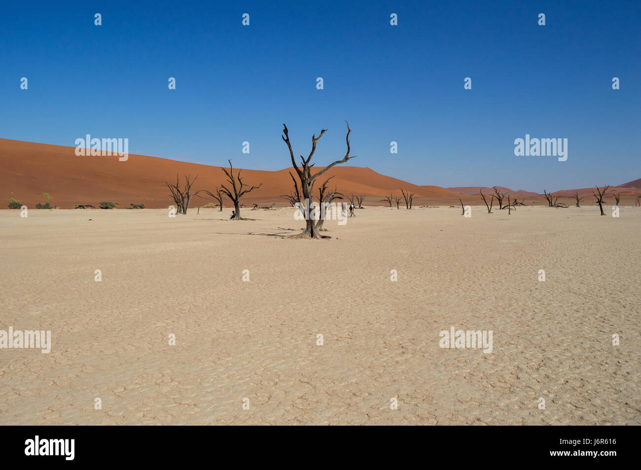 Sossusvlei Salt Pan Desert Landscape with Dead Trees and People ...