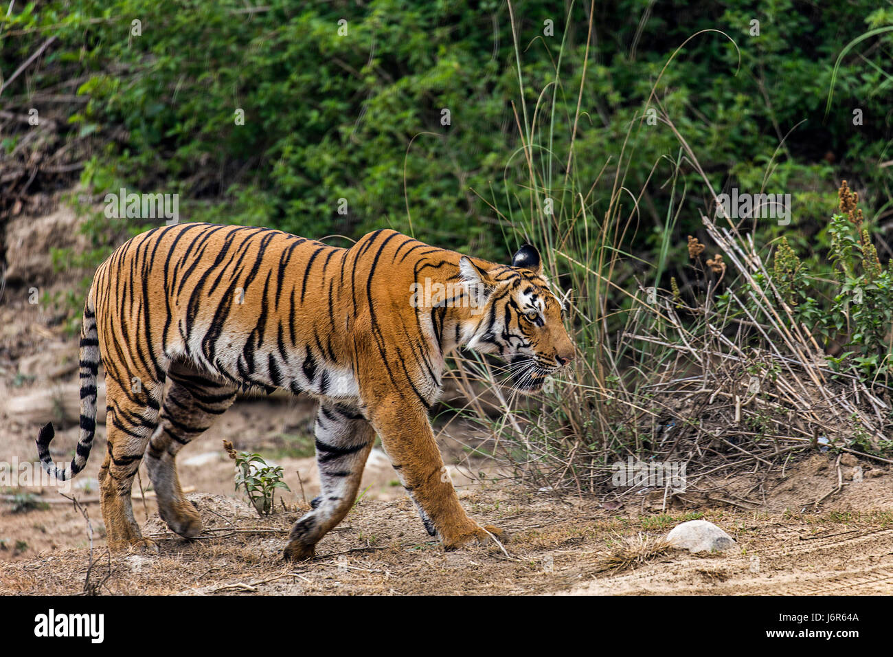 Tiger in motion Stock Photo - Alamy