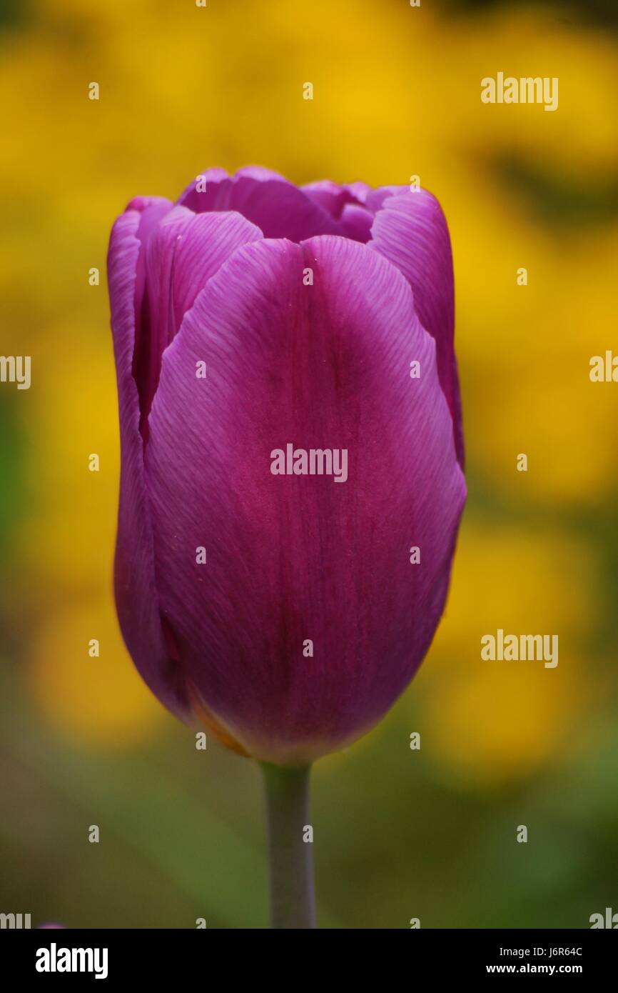 garden bloom blossom flourish flourishing stamp stalk bud flower plant ...