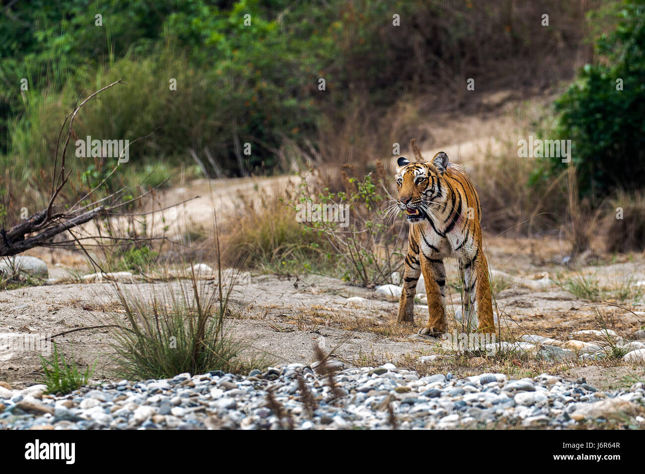Tiger in motion Stock Photo - Alamy