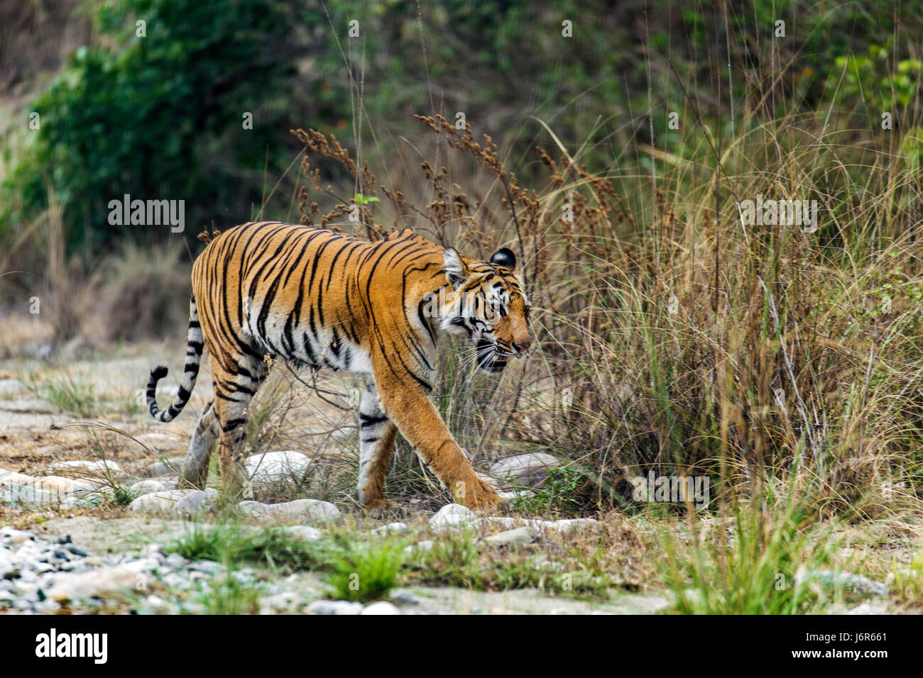 Tiger in motion Stock Photo - Alamy