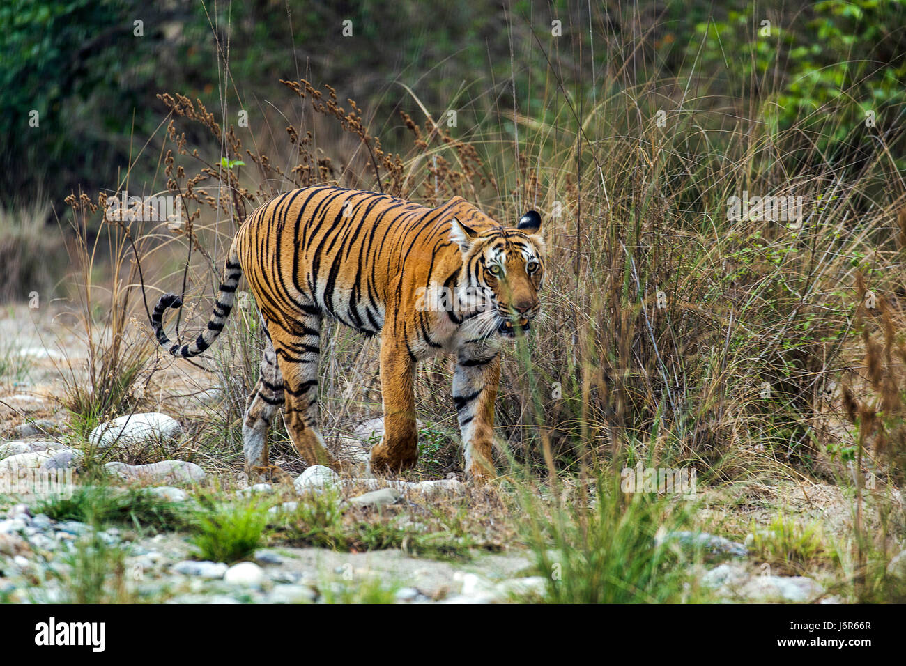 Tiger in motion Stock Photo - Alamy