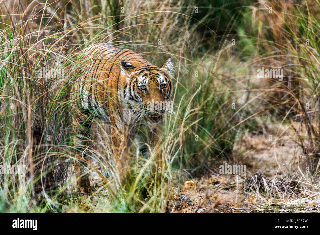 Tiger in motion Stock Photo - Alamy