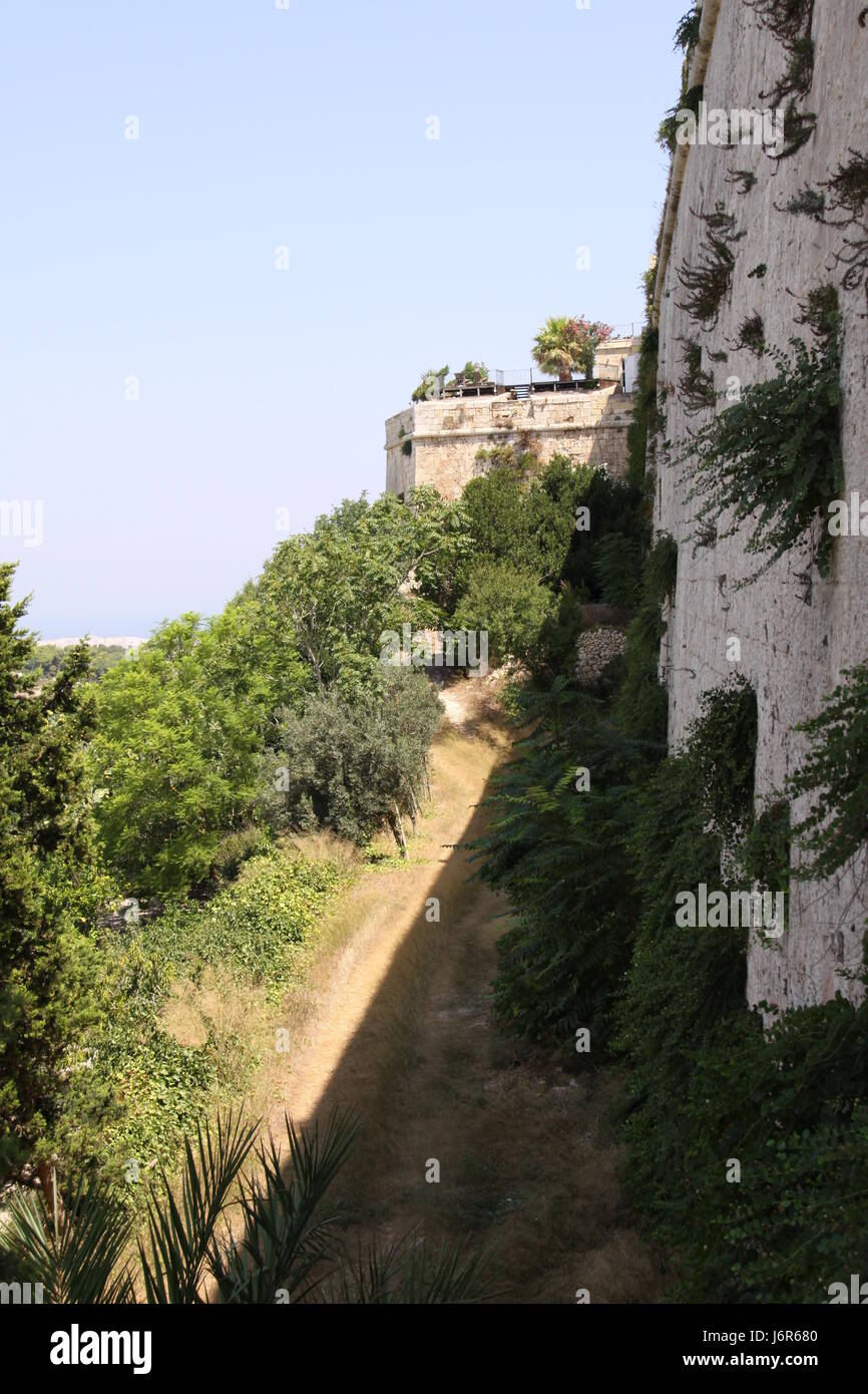 historical wall plant masonry old blue historical tree stone antique ...