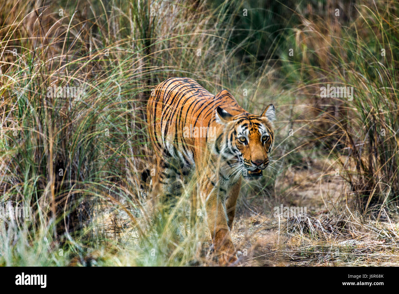 Tiger in motion Stock Photo - Alamy