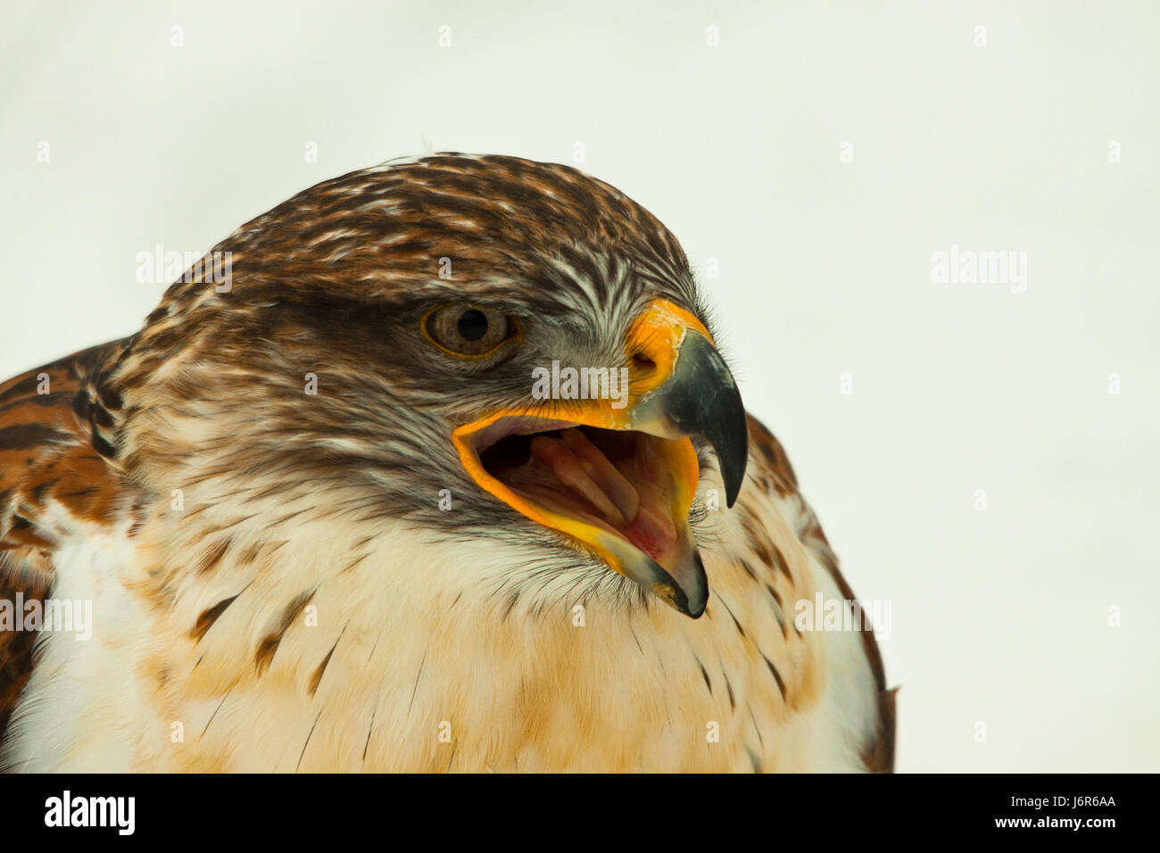 raptor birds of prey look glancing see view looking peeking looking at ...