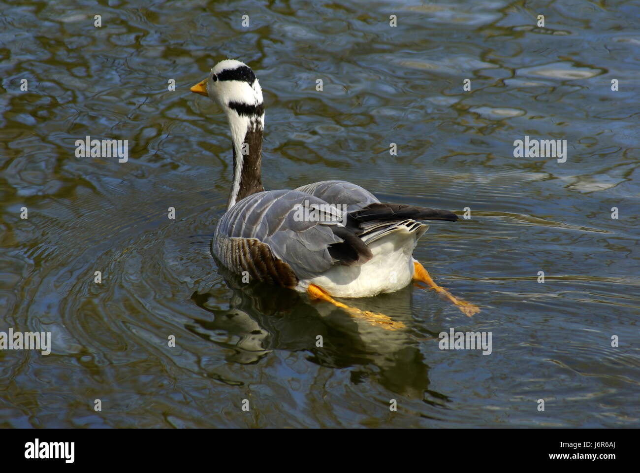 Goose tail hi-res stock photography and images - Alamy