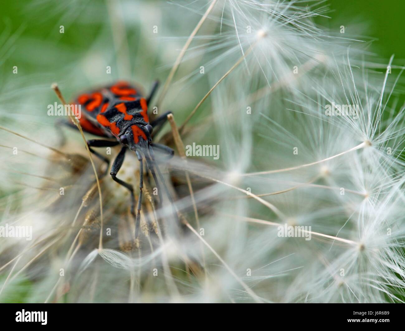 Knappe hi-res stock photography and images - Alamy