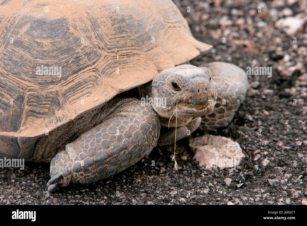 desert wasteland animal reptile wildlife nevada turtle vegas tortoise ...