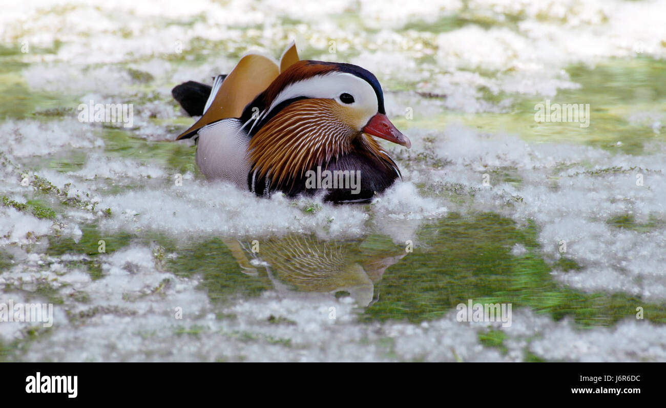 bird birds pollen duck fresh water pond water nature bird birds pollen ...