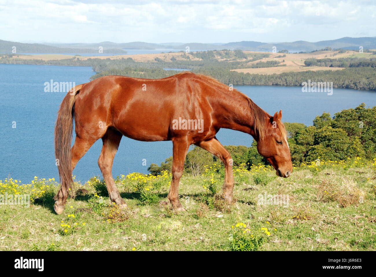 horse freedom liberty stallion fox strength force salt water sea ocean ...