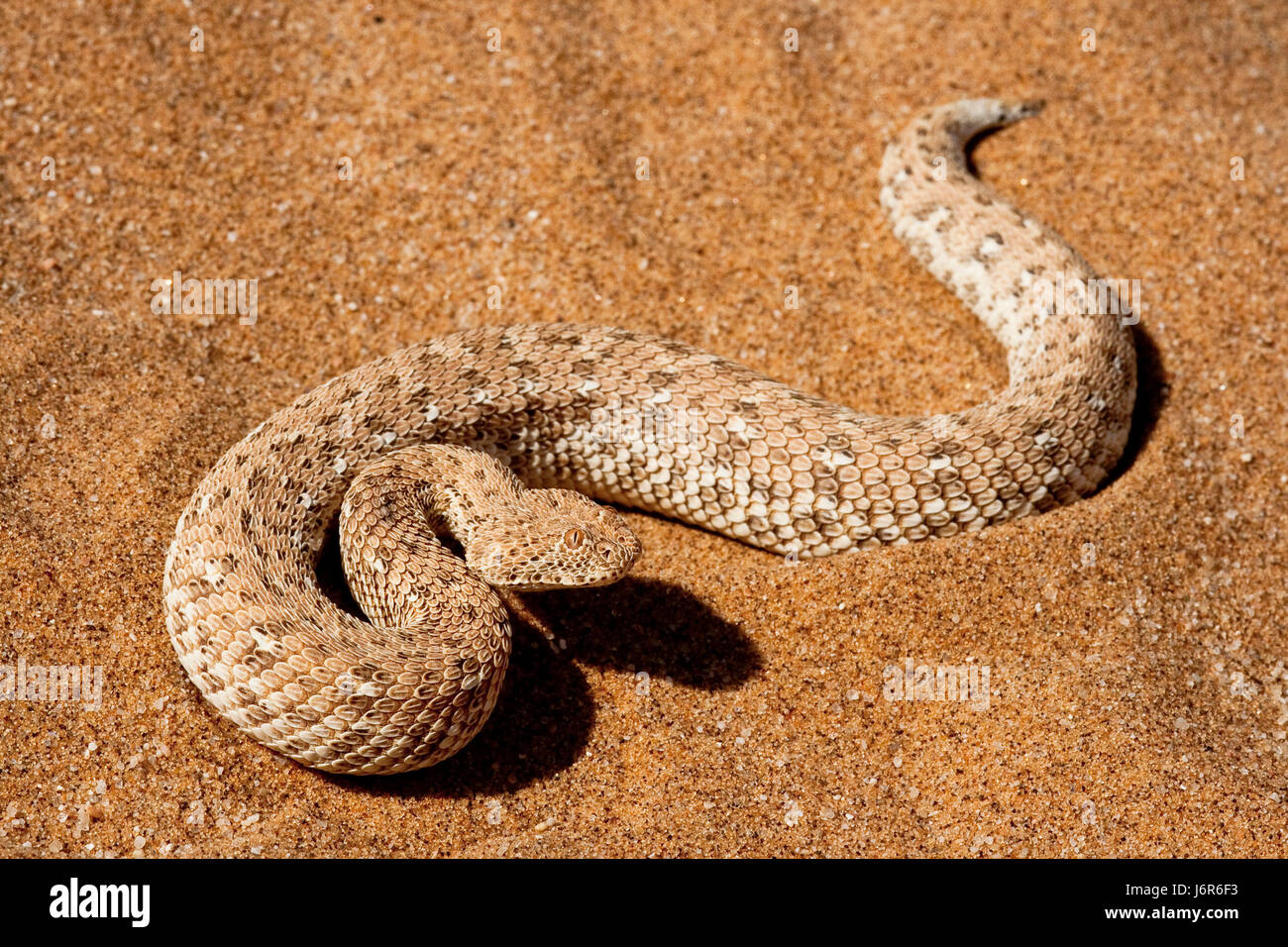adder in the desert Stock Photo - Alamy